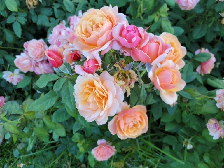 5 tips for a successful rose garden - Carol Cassara